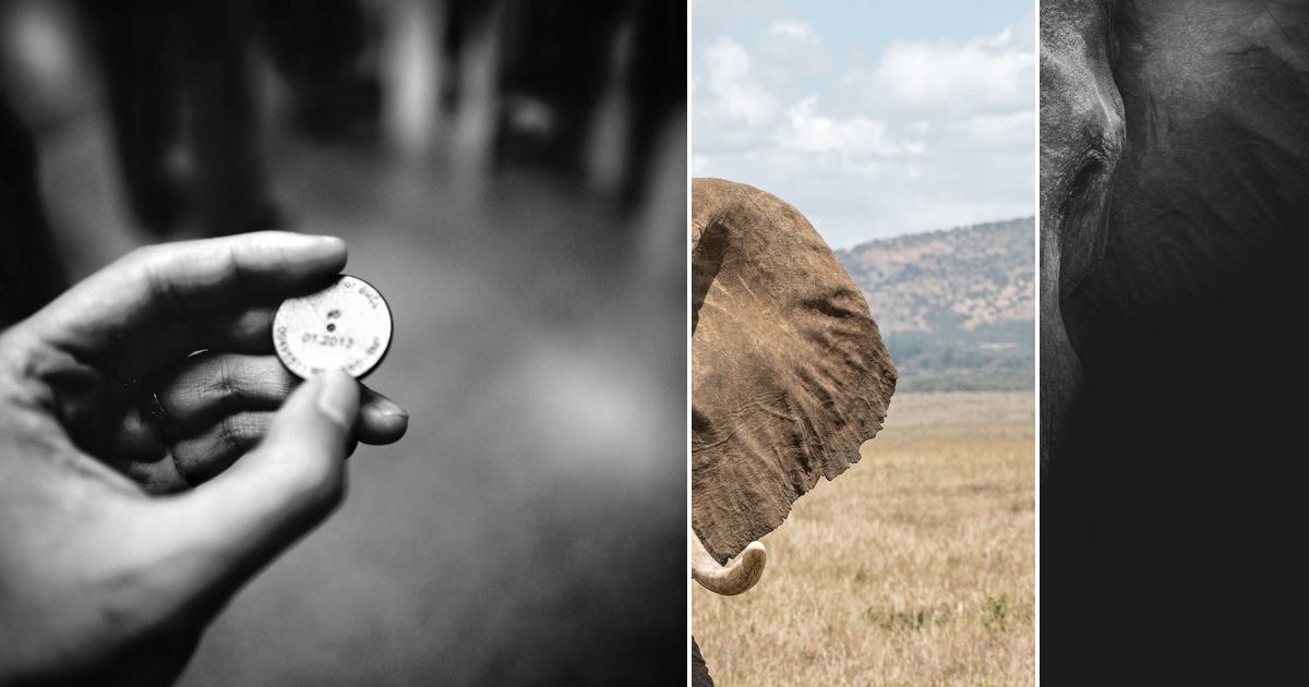 List: Elephant Money | Curated by Dianne Bentley | Medium