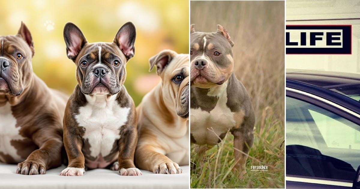 List: American Bully Breed Information | Curated by BULLY KING Magazine ...