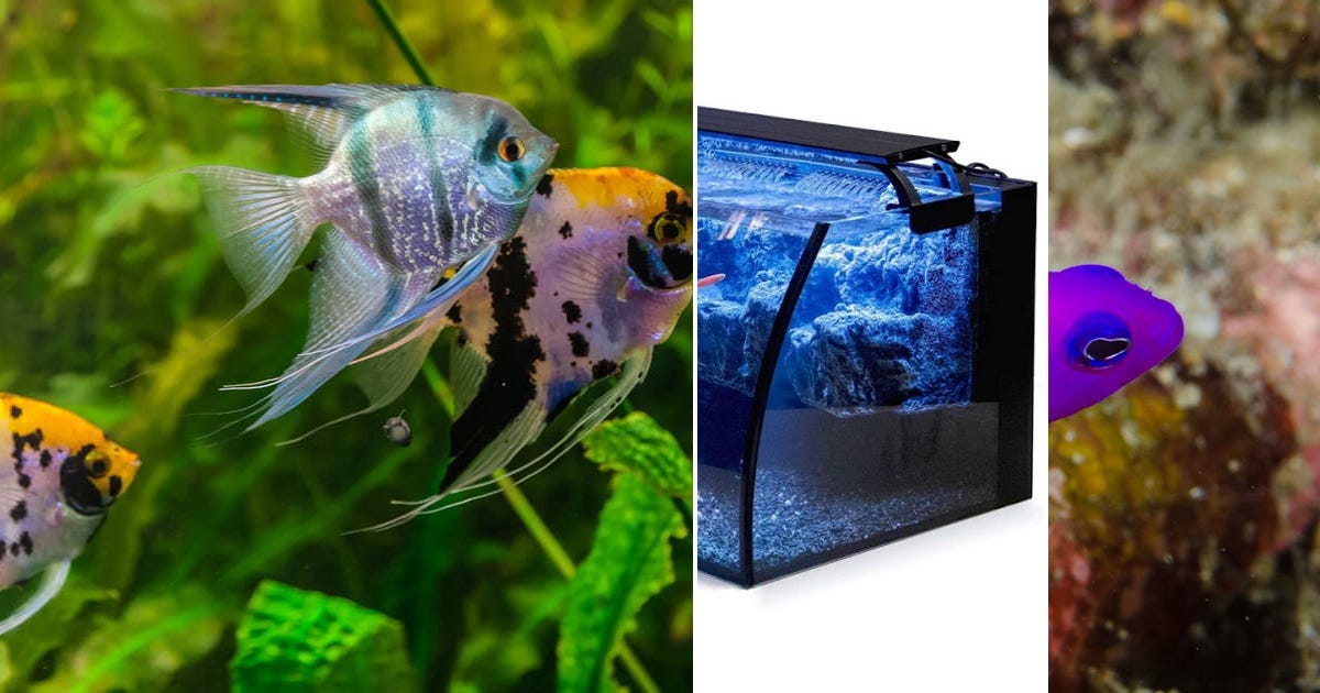 List: Aquarium Fish | Curated by Aquarium Home | Medium