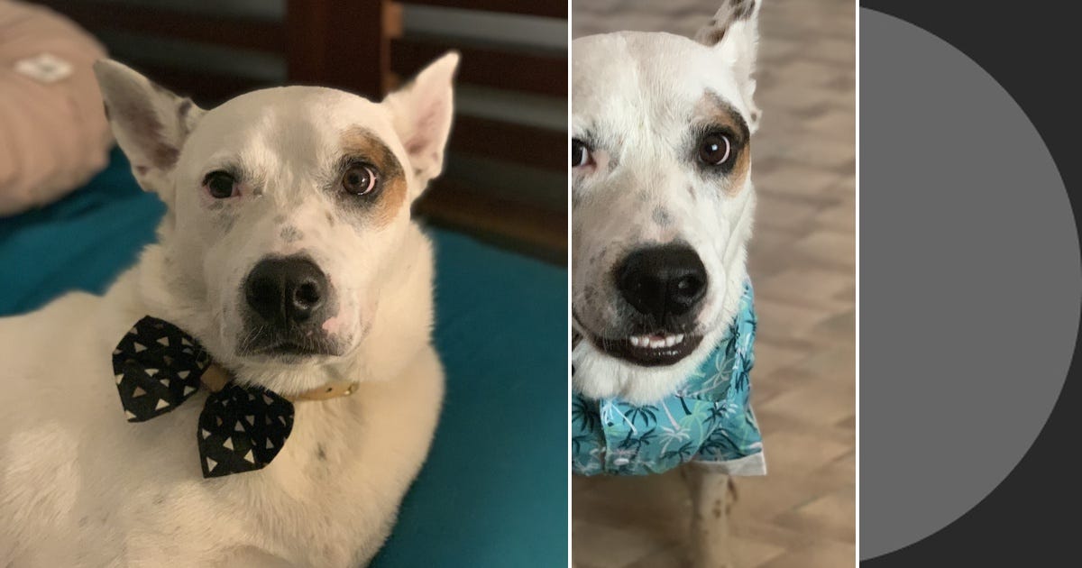 List: Dogs | Curated by Olivia Fisher | Medium