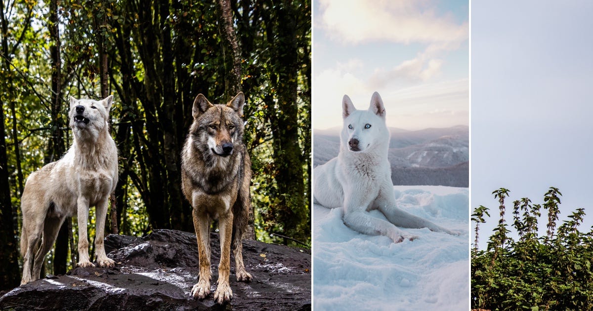 List: Wolf Capital | Curated by Reiner Knapp | Medium