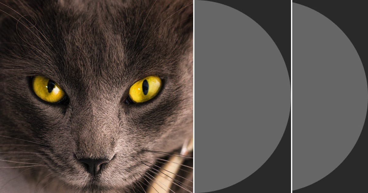 List: Cat | Curated by ML Doran | Medium