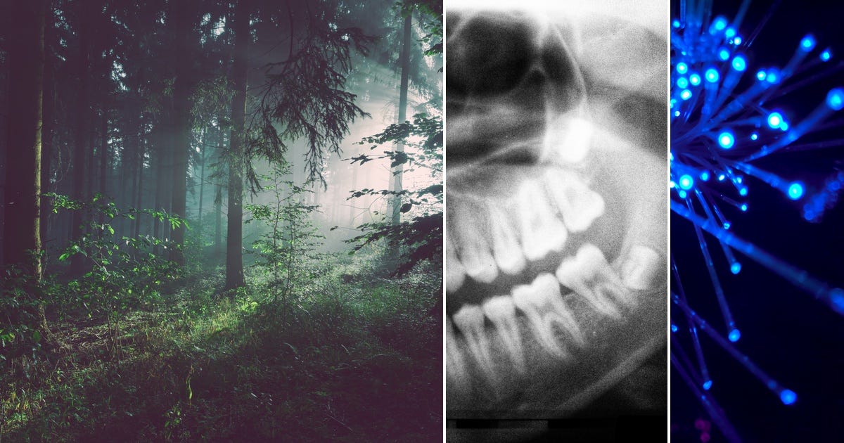 List: Python image classification | Curated by Rosie George | Medium