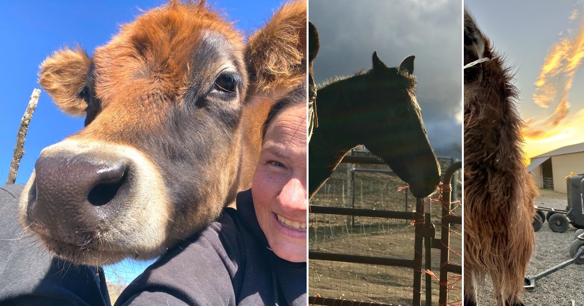 List: Ambassador Stories | Curated by Steampunk Farms Rescue Barn ...