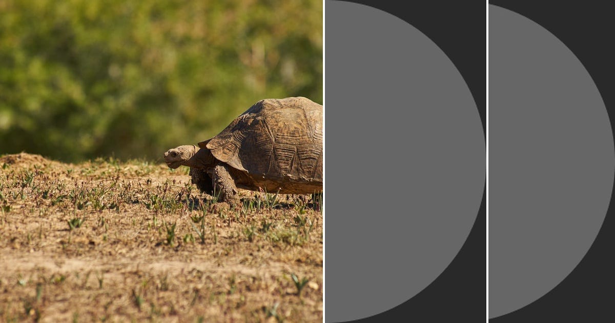 List: Tortoise ORM | Curated by Angel Javier Salazar | Medium