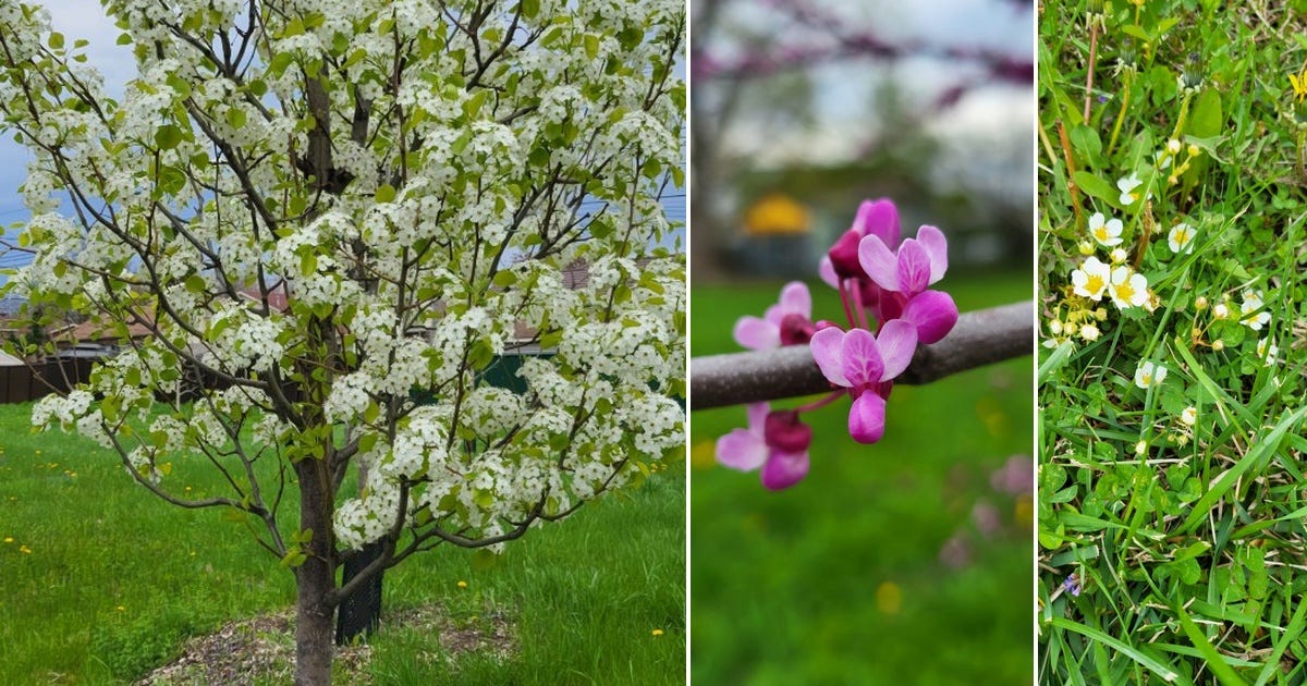 List: Plants of Canada | Curated by Andrii Klymenko | Medium