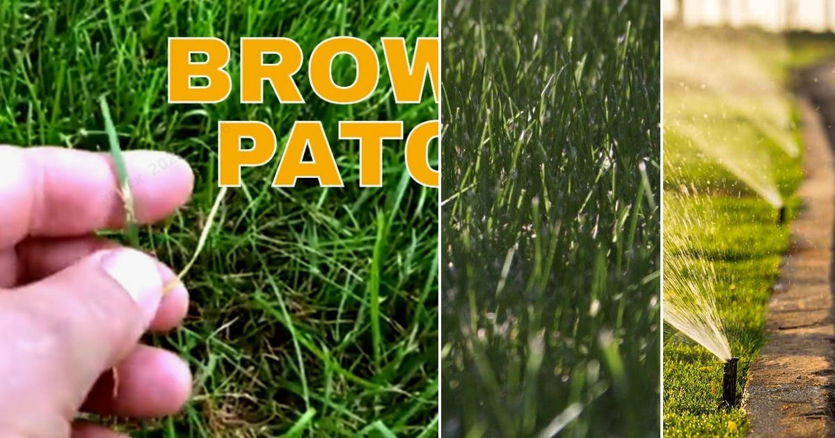 List: Lawn Care | Curated by Keira Jones | Medium