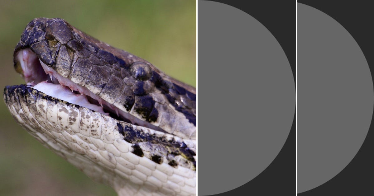 List: Python | Curated by Christian Mauceri | Medium