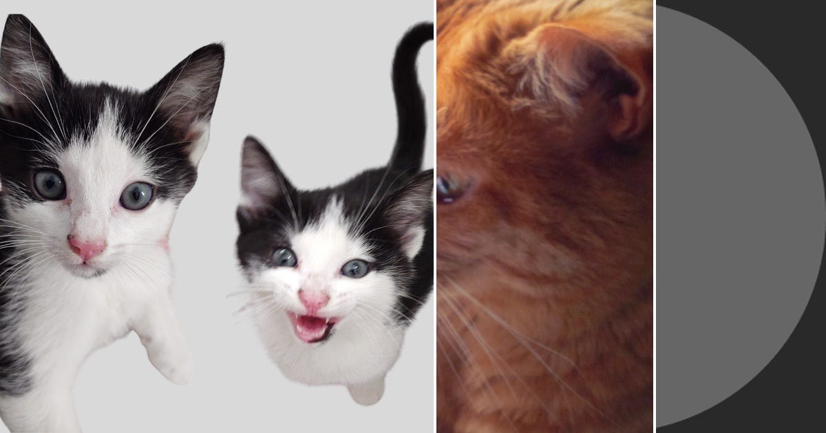 List: Cats | Curated by Maisie Archer | Medium