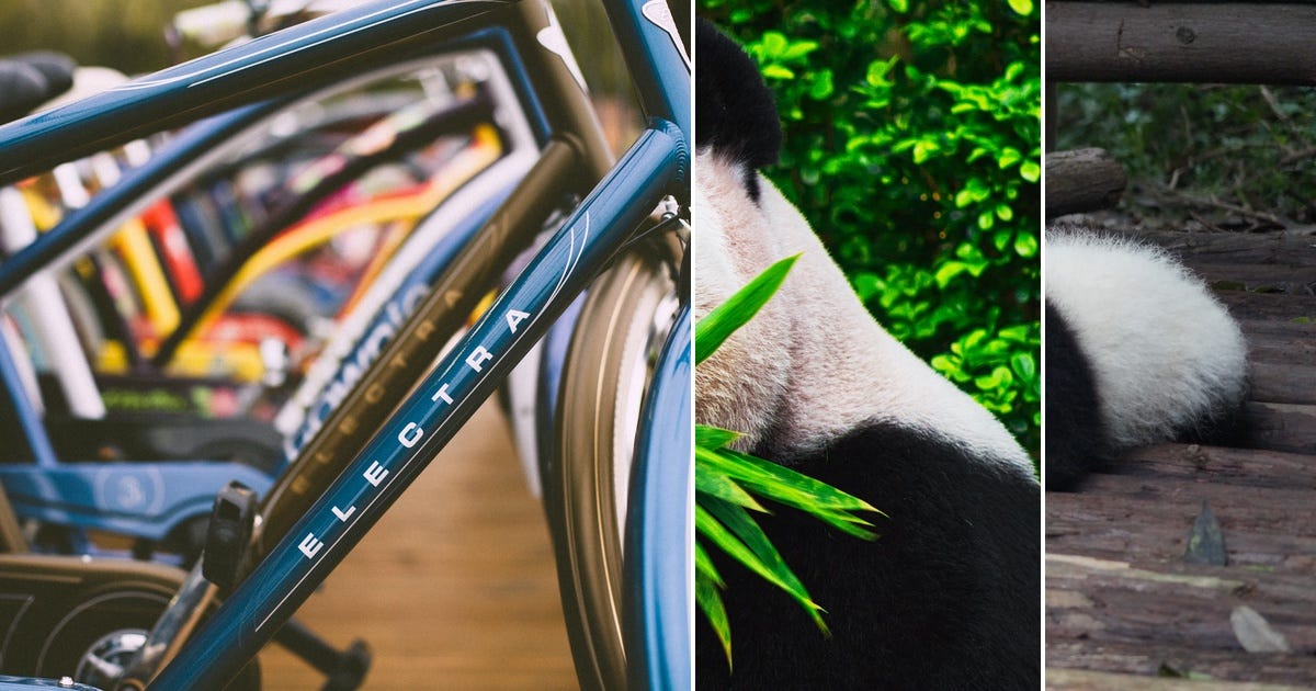 List: Pandas | Curated by Alwayz | Medium