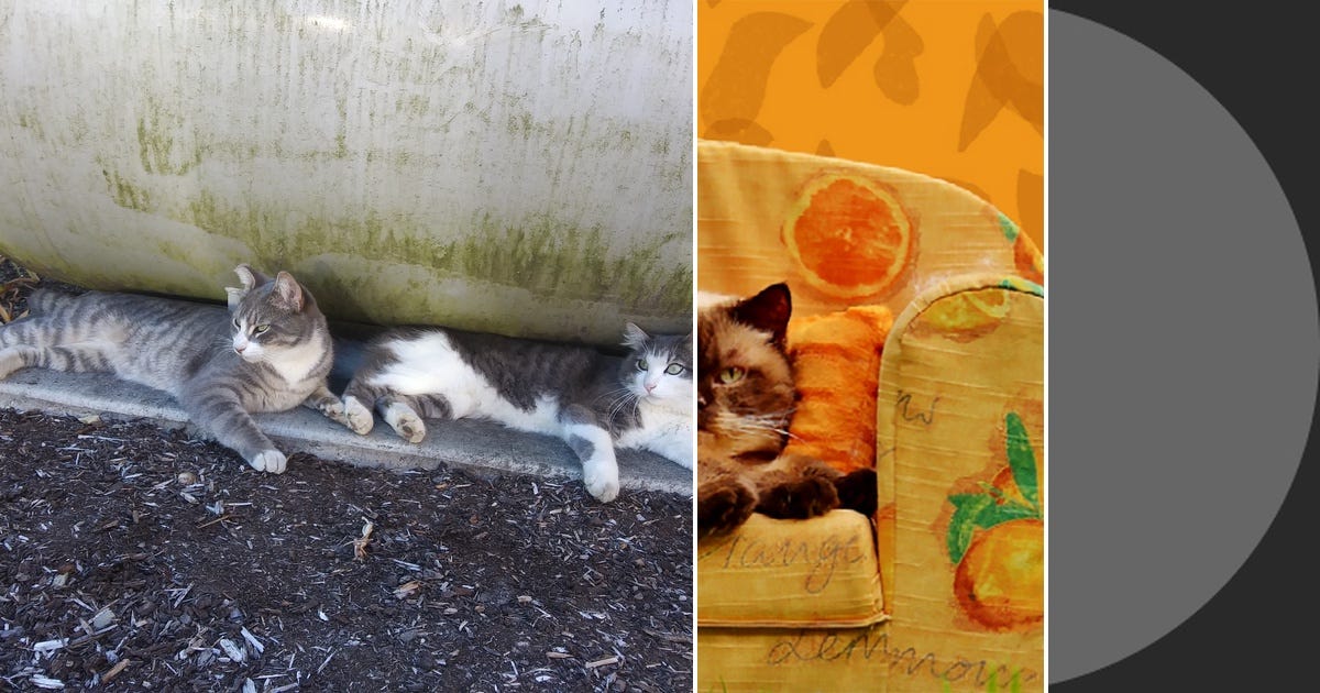 List: Cats are the best! | Curated by Sarah Penhollow | Medium