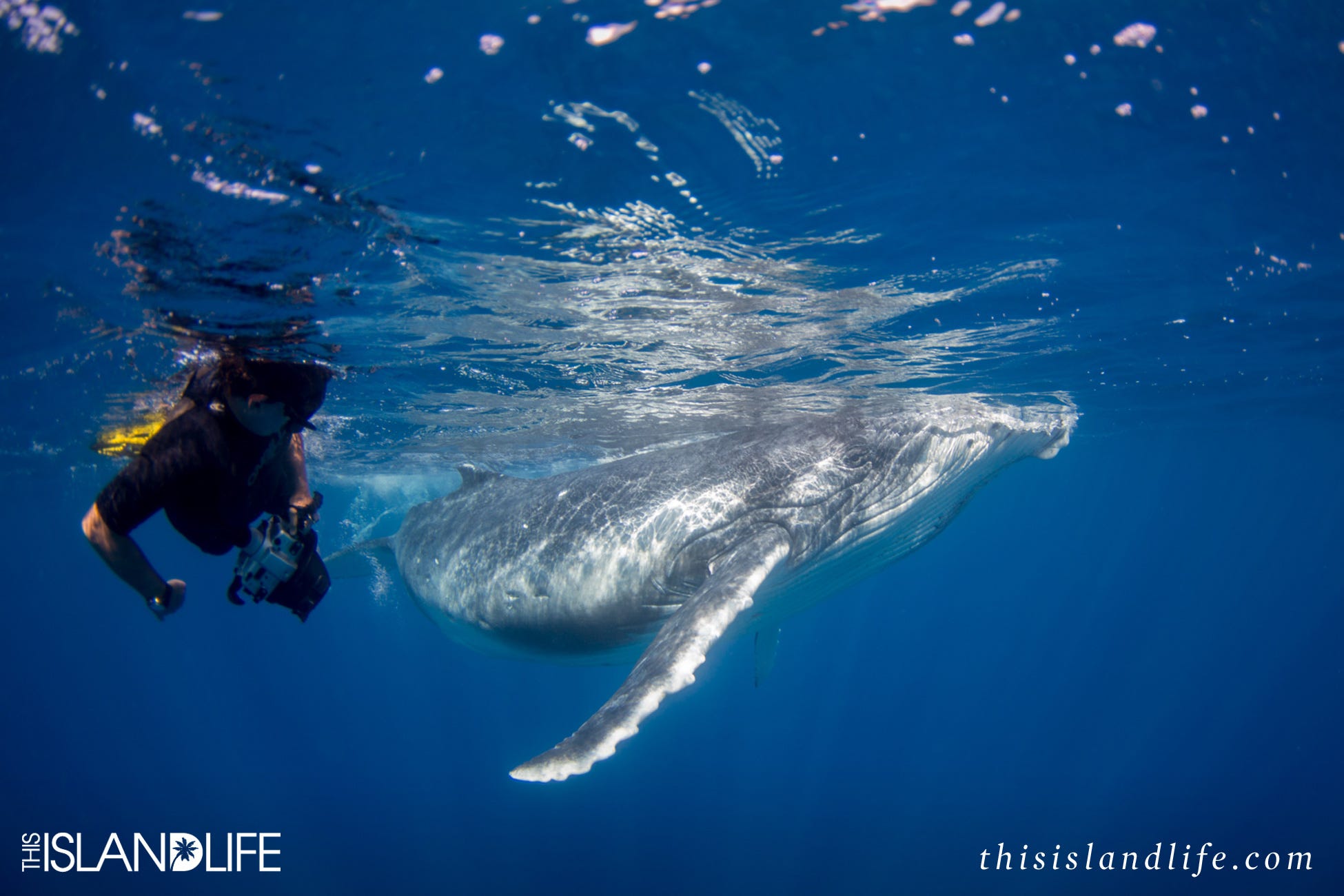Scuba Diving With Humpback Whales