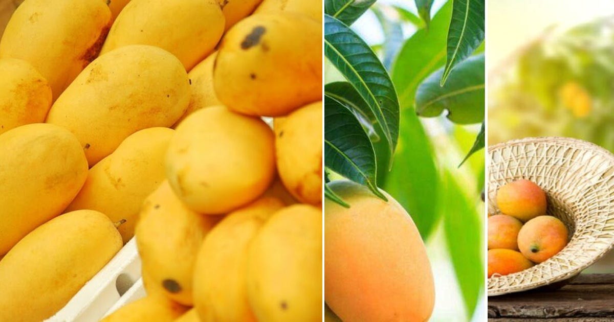 List: Mango Companies in Pakistan | Curated by Dry Mango in Pakistan by ...