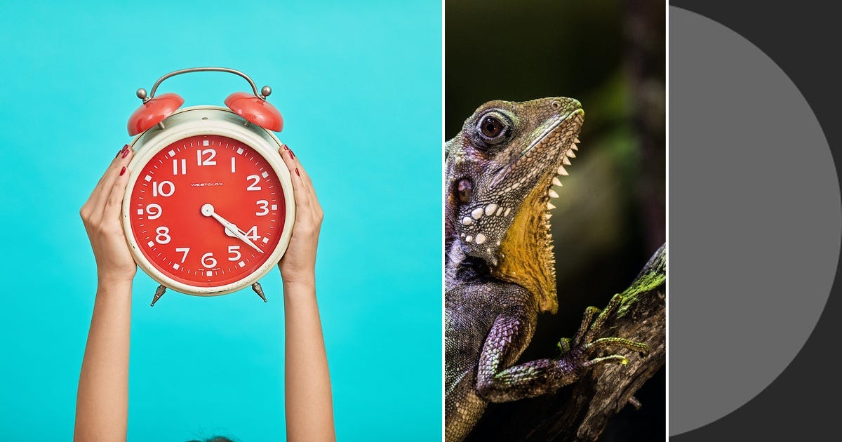 List: Lizard Brain Chronicles | Curated by Sara C. | Medium