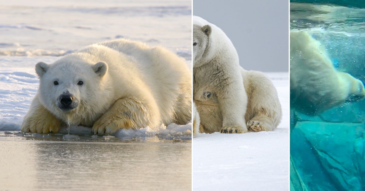 List: polars | Curated by Alex Macharia | Medium