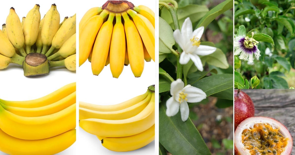 List: Fruits & Berries | Curated by Hua Hin Services | Medium