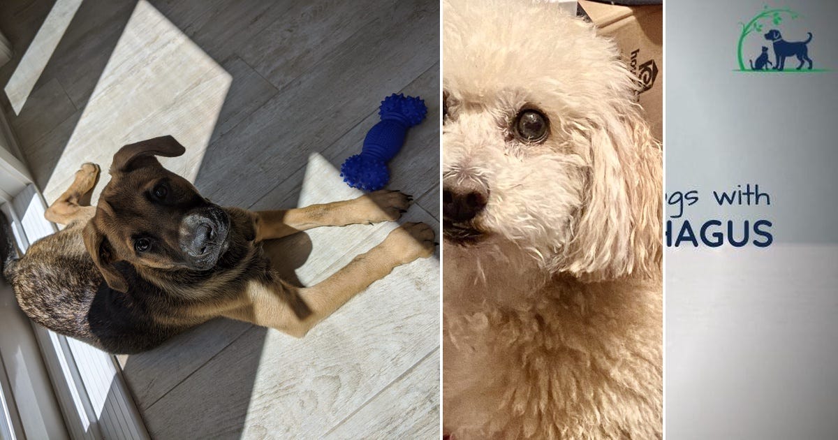 List: Canine Megaesophagus | Curated by Callie Artime | Medium