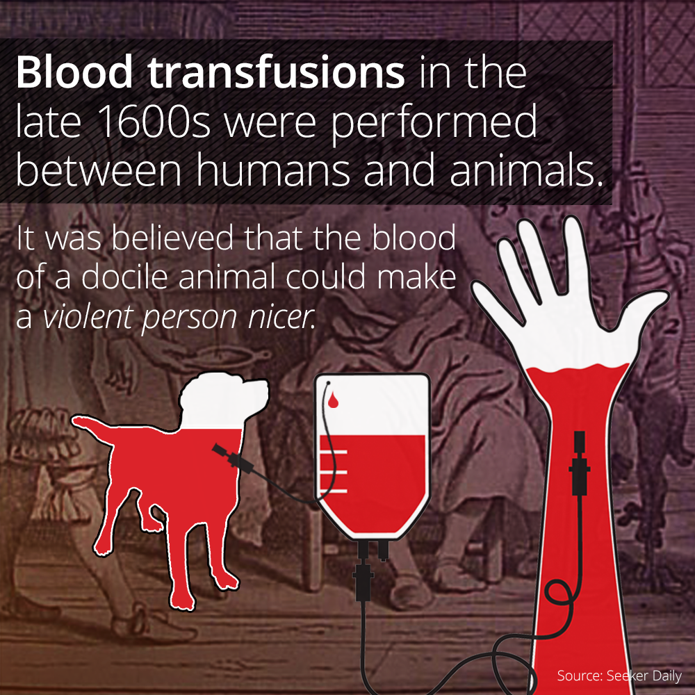 Animal Blood Transfusions Pet Blood Transfusions In Shreveport, LA