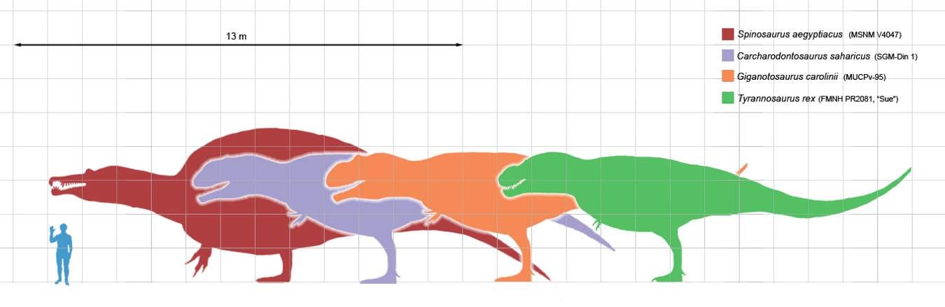 Giganotosaurus Size Comparison To T Rex