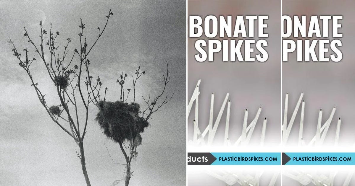 List: Bird Control | Curated by BG Bird Control Group | Medium