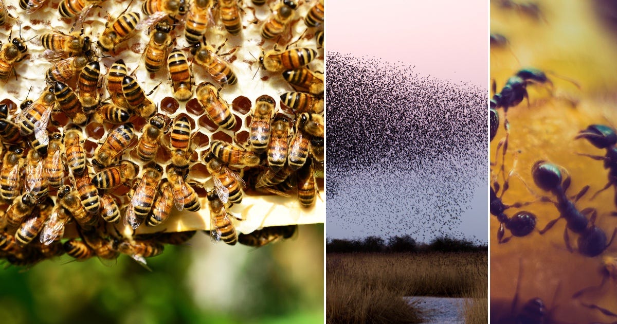 List: Swarm Intelligence | Curated by Ollie Watkinson | Medium