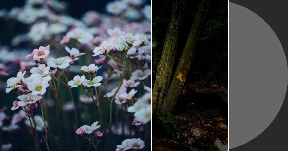 List: Poems of the Week | Curated by Mariah Raine | Medium