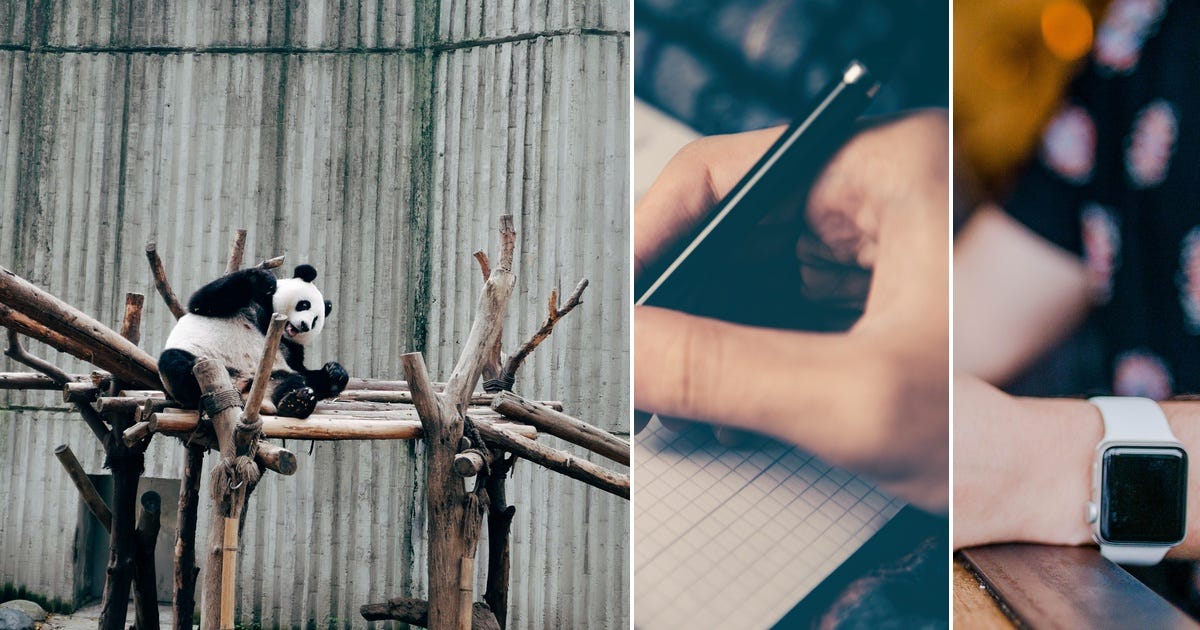 List: Pandas | Curated by Varun Sharma | Medium