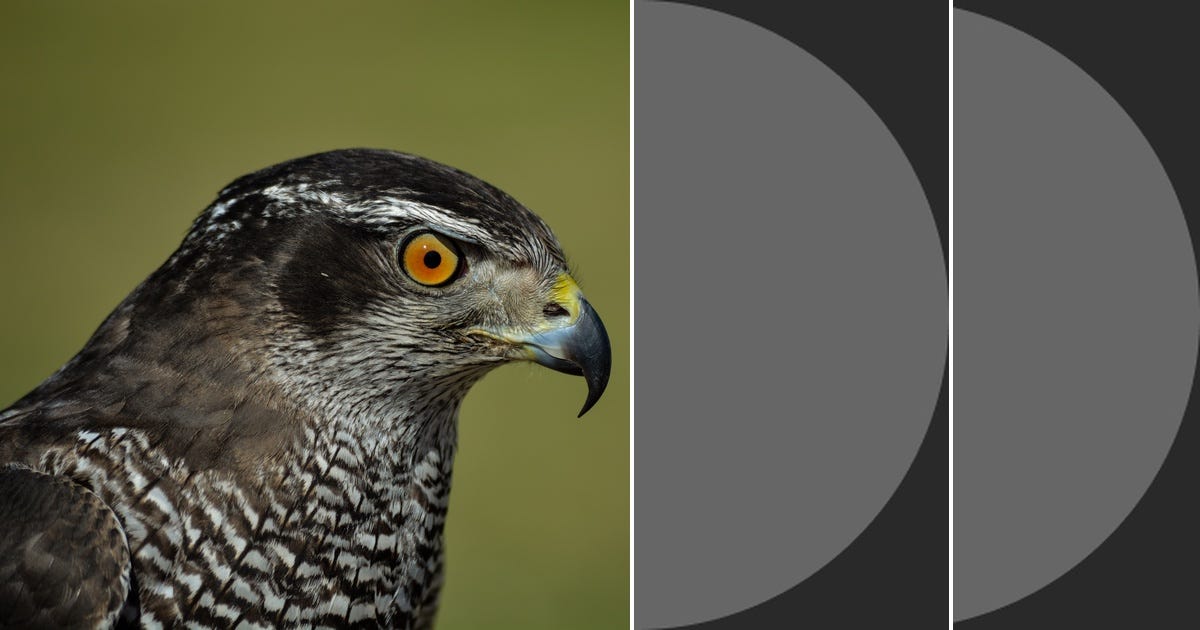 List: Falcon | Curated by Anug | Medium