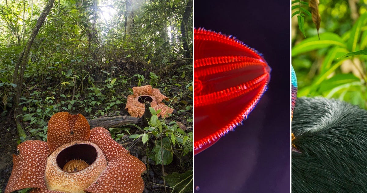 List: Strange Nature | Curated by Trish Nonya | Medium