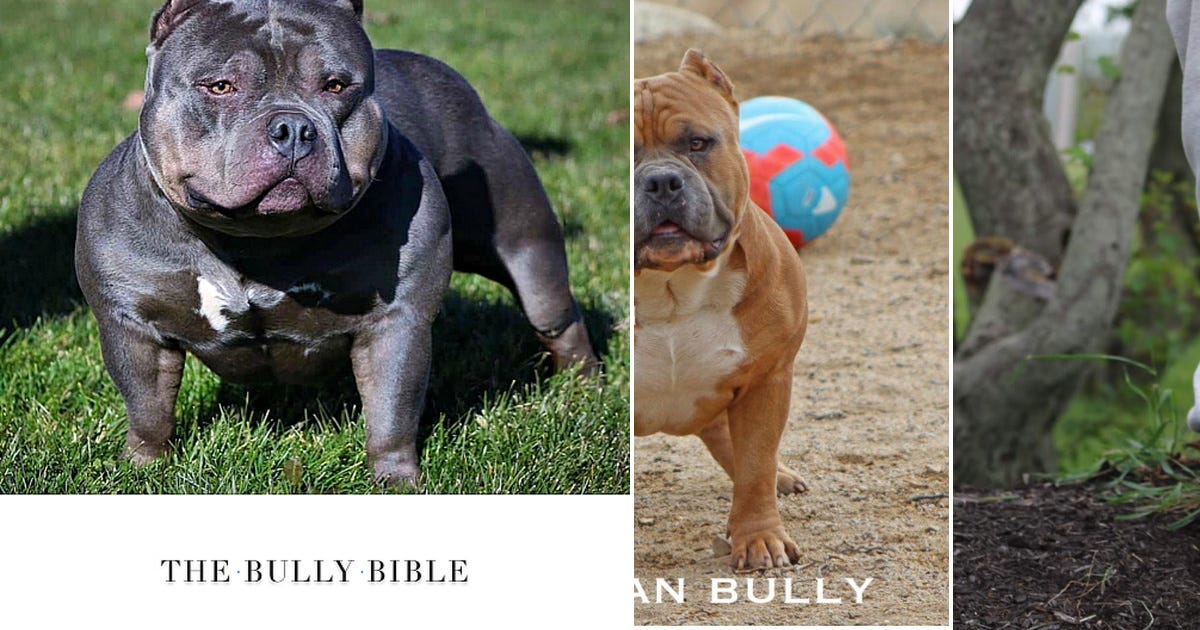 List: American Bully Vs Pit Bull Terrier | Curated by BULLY KING ...