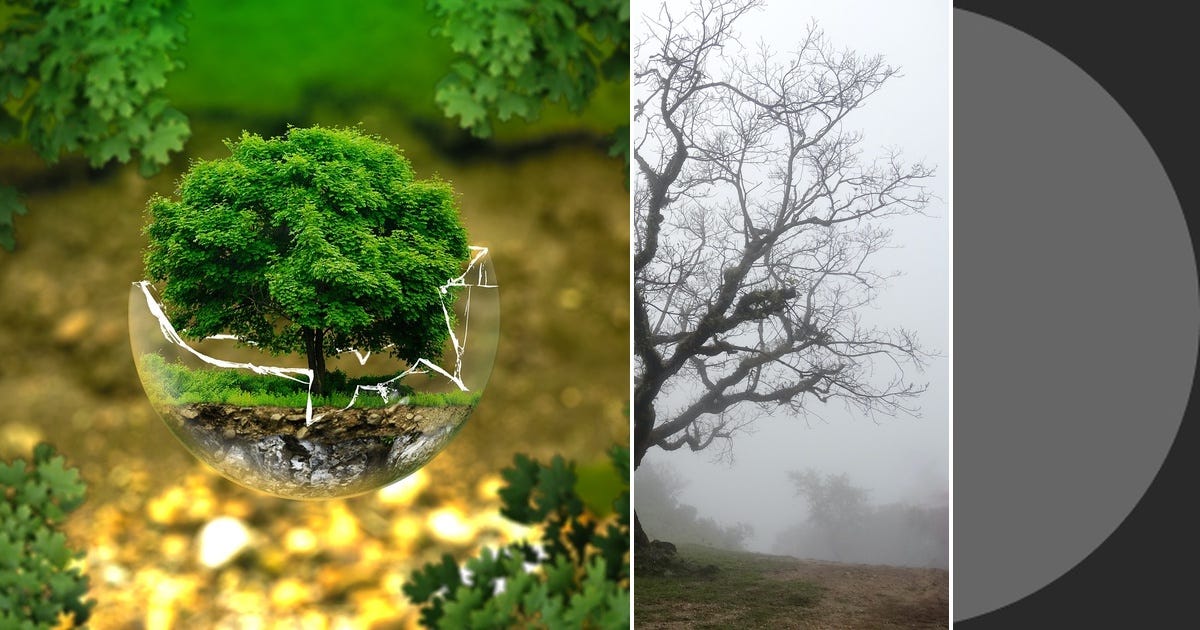 List: Trees | Curated by Dsolms | Medium