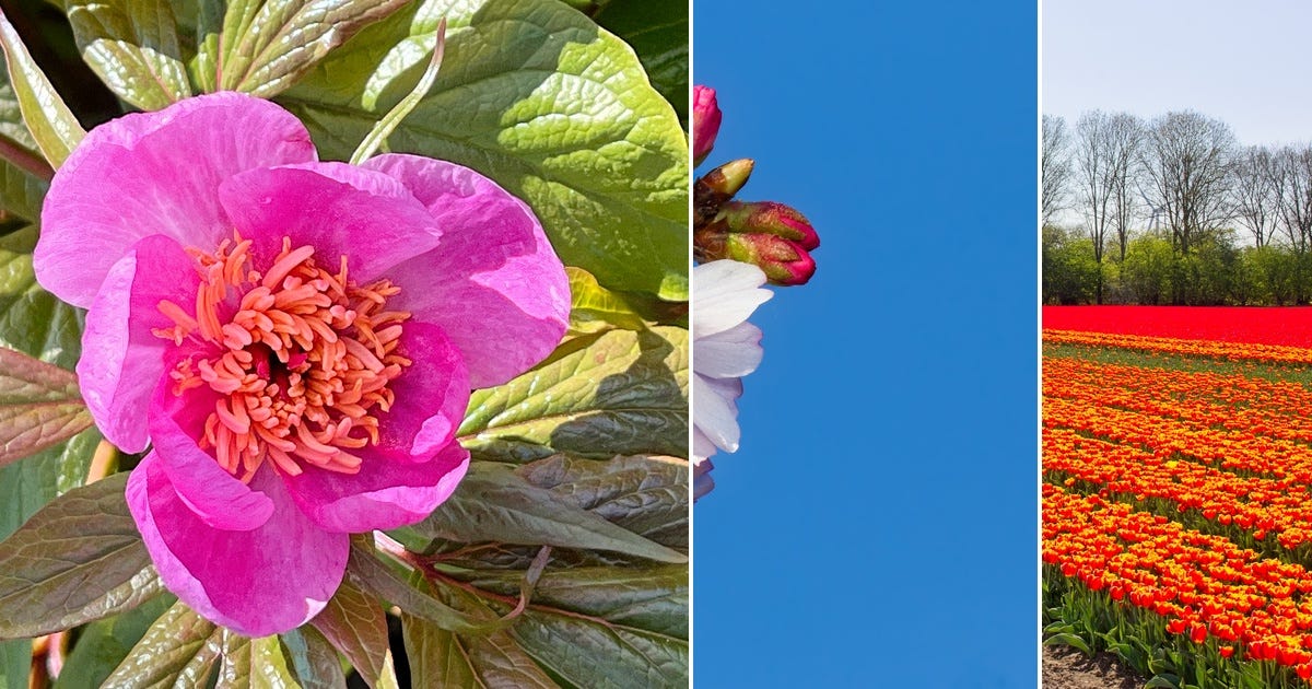 List: Flower Photography | Curated by Mark Overmars | Medium