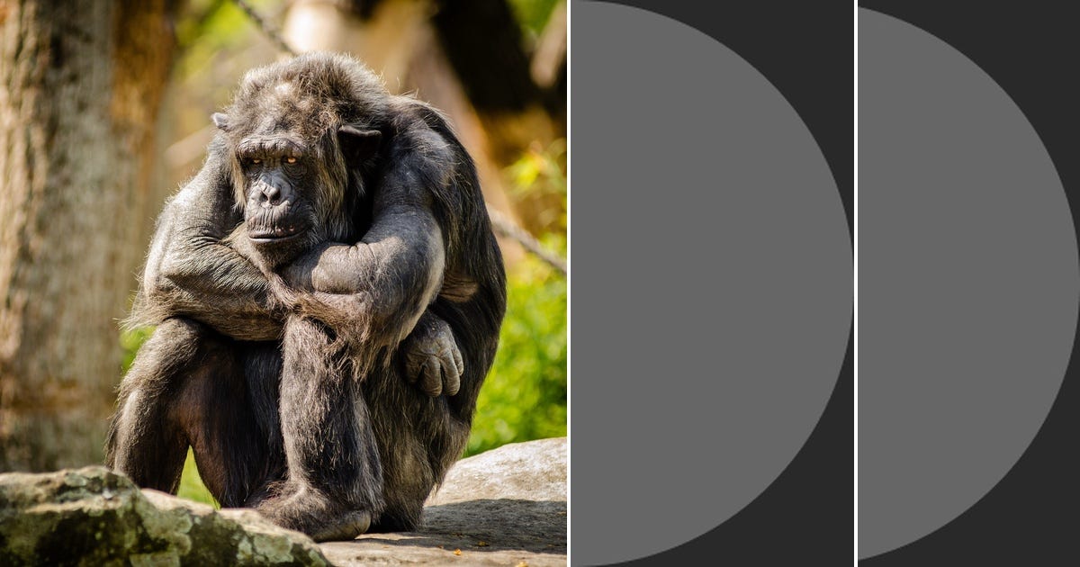 List: Veganism | Curated by Ray Ham | Medium