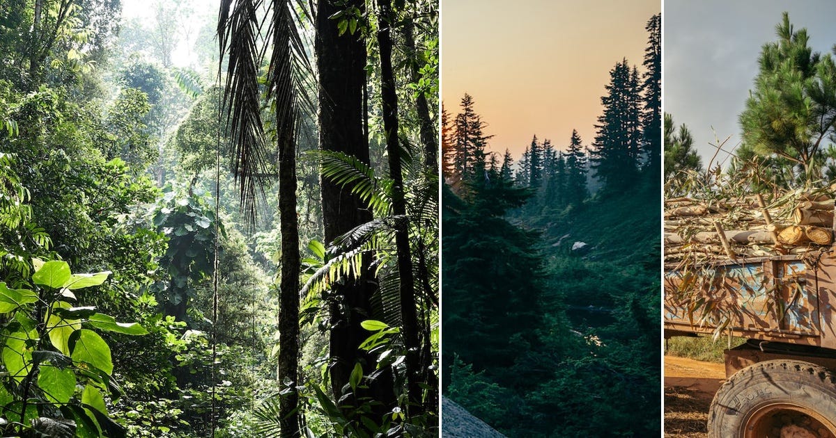 List: Deforestation | Curated by Atreyi Guin | Medium