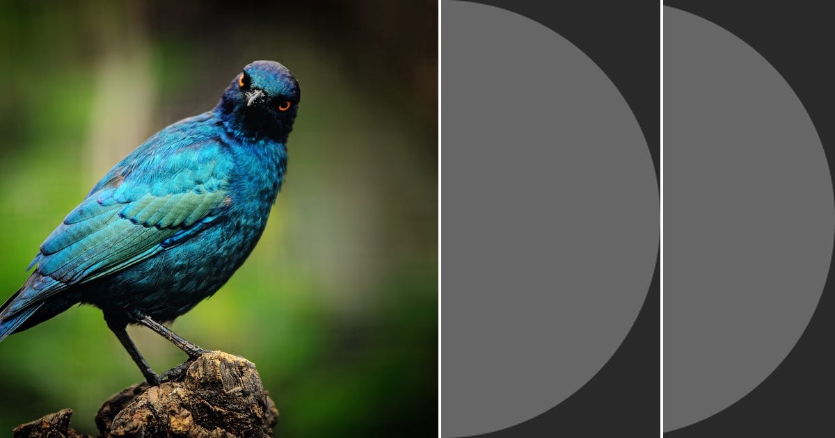 List: Brids | Curated by Ray Kaplan | Medium