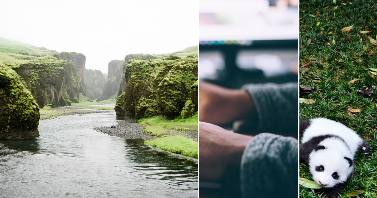 List: Pandas | Curated by Gary | Medium