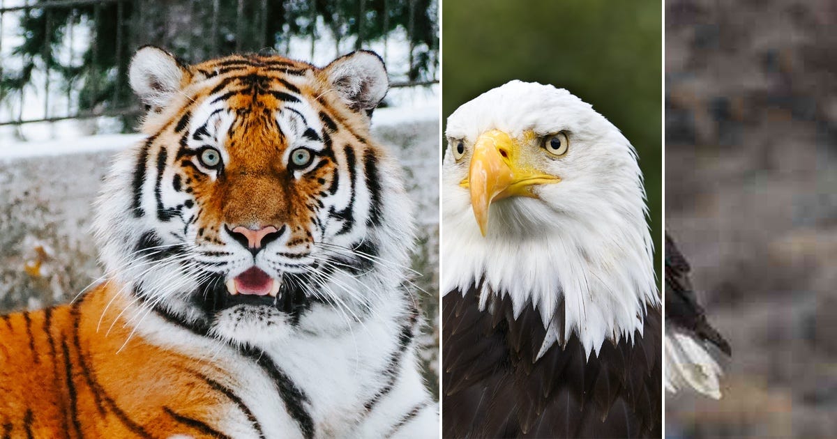 List: The Wonder of Animals | Curated by Monica J Hampton | Medium