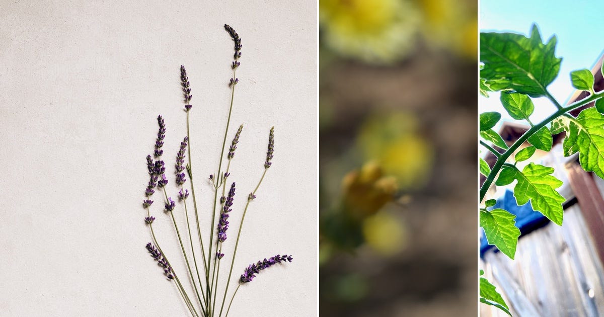 List: Growing Things | Curated by Lily B | Medium