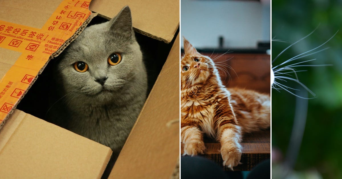 List: Pets World | Curated by Eric | Medium