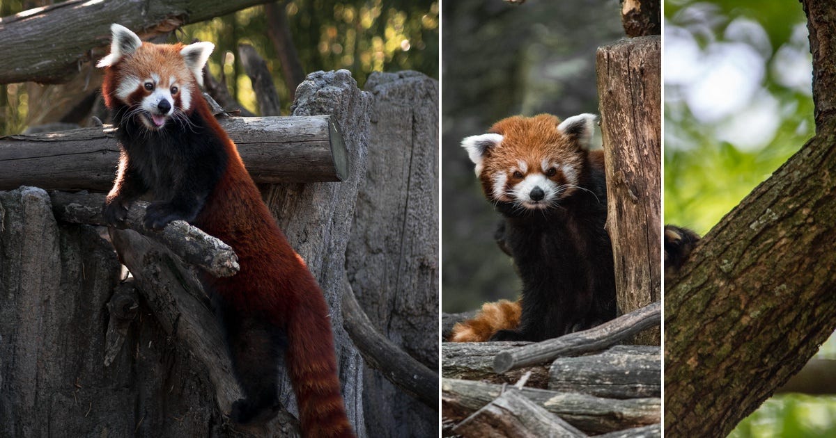 List: Pandas Articles | Curated by M Partha | Medium