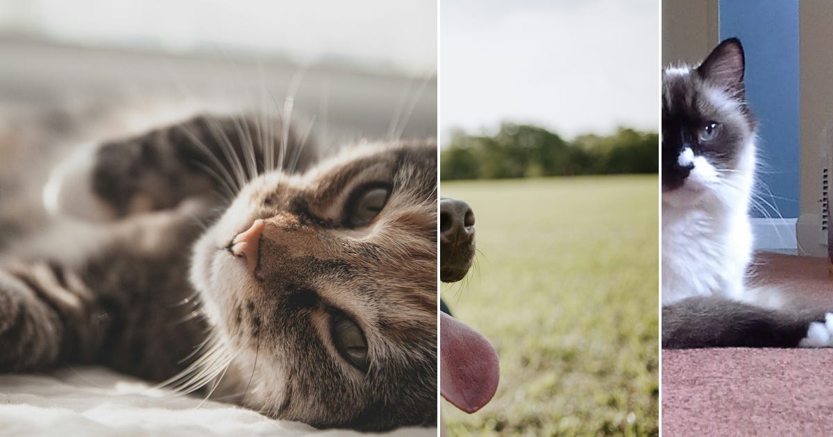 List: Pets | Curated by Rachel Poli | Medium