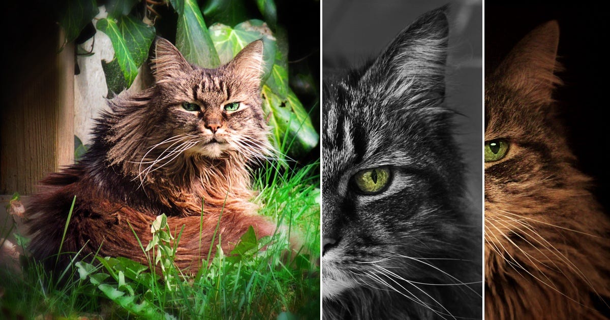 List: About (my) cats | Curated by Iban Van der Zeyp | Medium