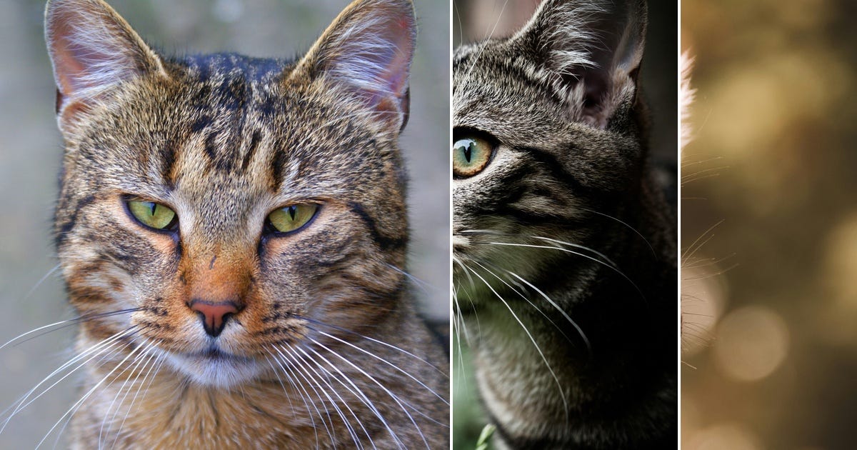 List: Artigos em portugues | Curated by Victor Macedo | Medium