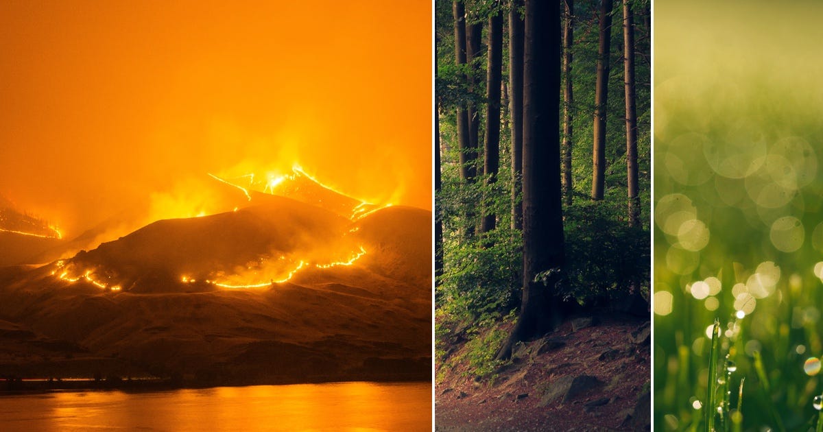 List: Nature & The Environment | Curated by Princess Indigo | Medium