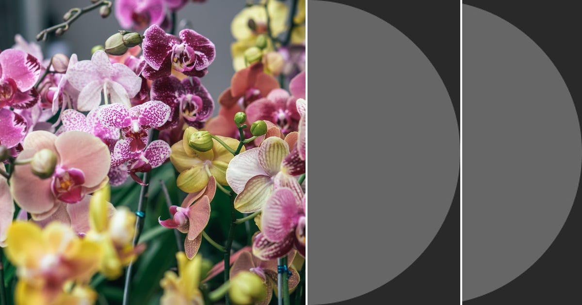 List: Orchid | Curated by Eric Mouchel La Fosse | Medium