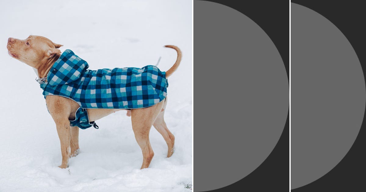 List: Vêtements pour animaux | Curated by Damien Bernardin | Medium