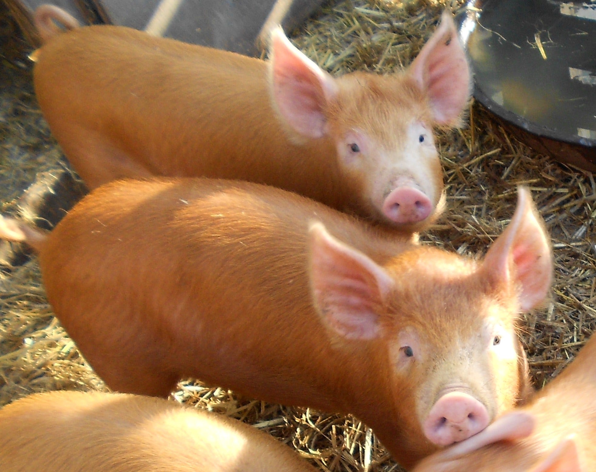 Tamworth Pig