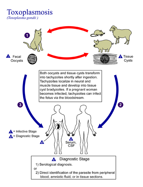 Leucochloridium Paradoxum Life Cycle