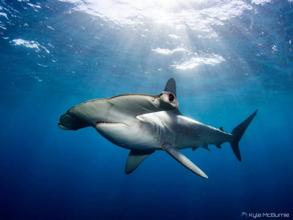 Shark Diver Magazine