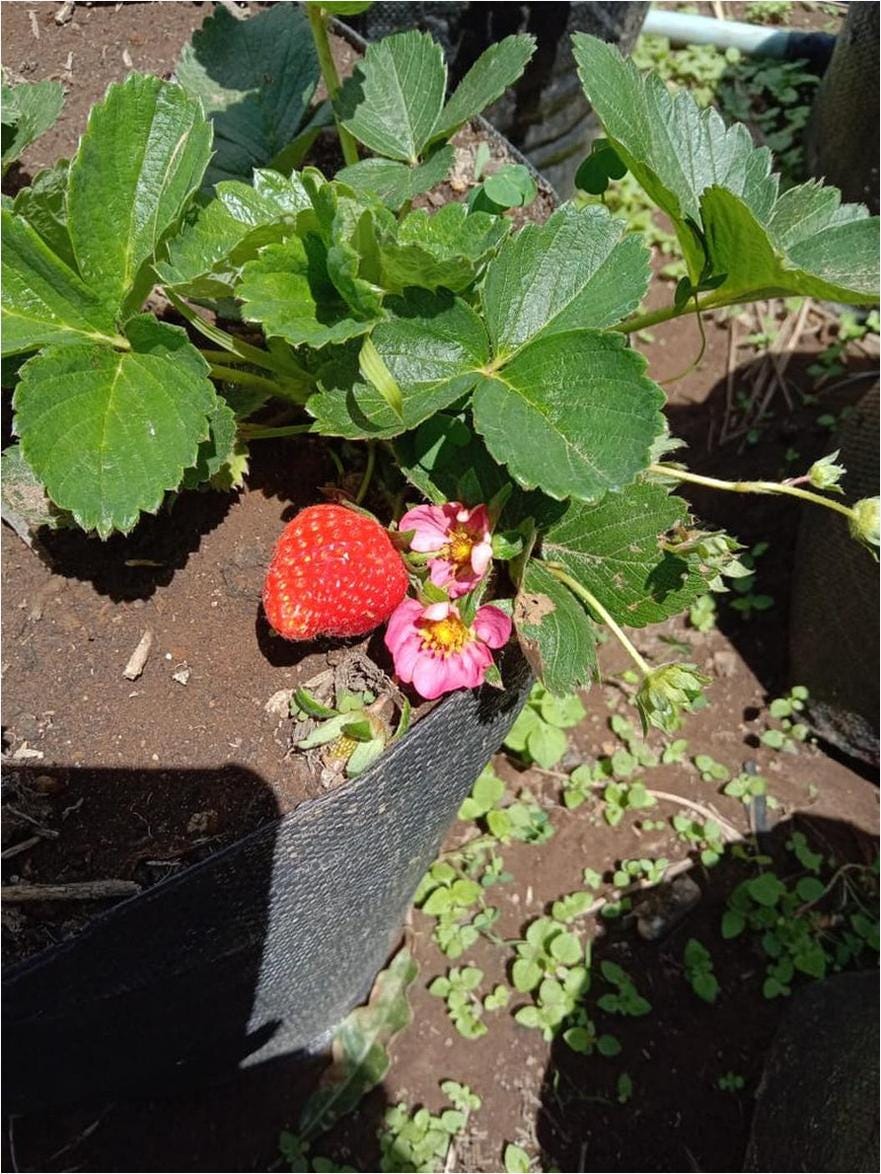 Pohon Strawberry